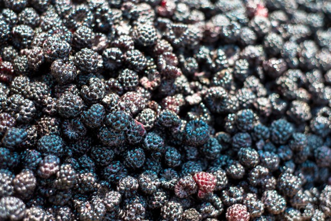 Black Raspberries: My Wounds Are Not From Branding Cats | Kate's Queen ...